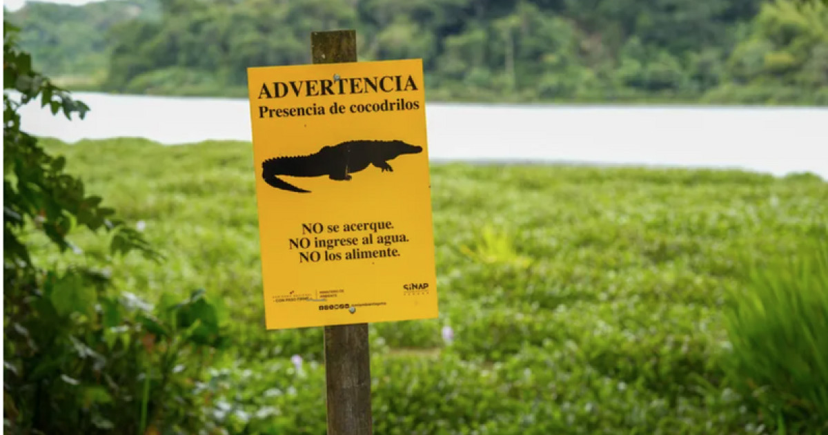 Crocodiles in Panama