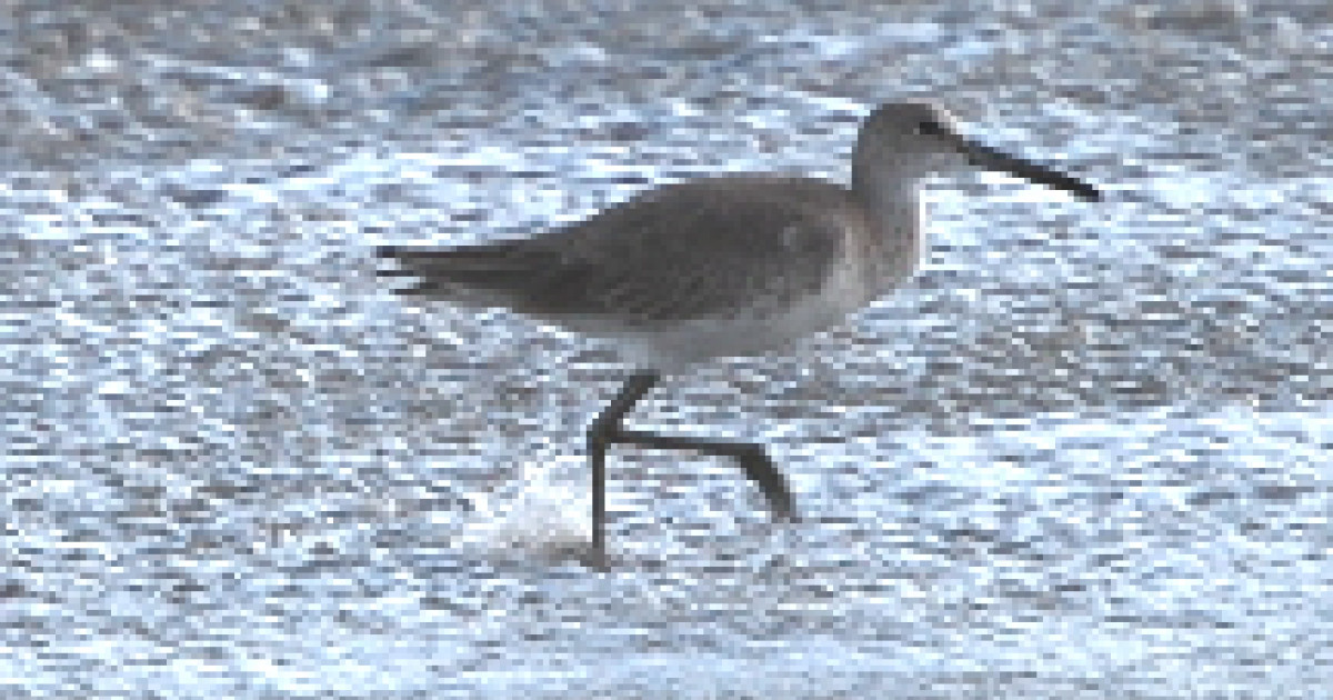 Willet